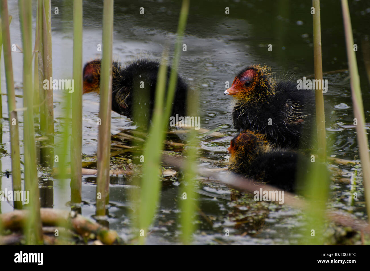 Coot chicks hi-res stock photography and images - Alamy