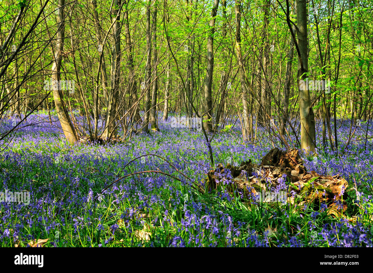 Bluebell woods kent hi-res stock photography and images - Alamy