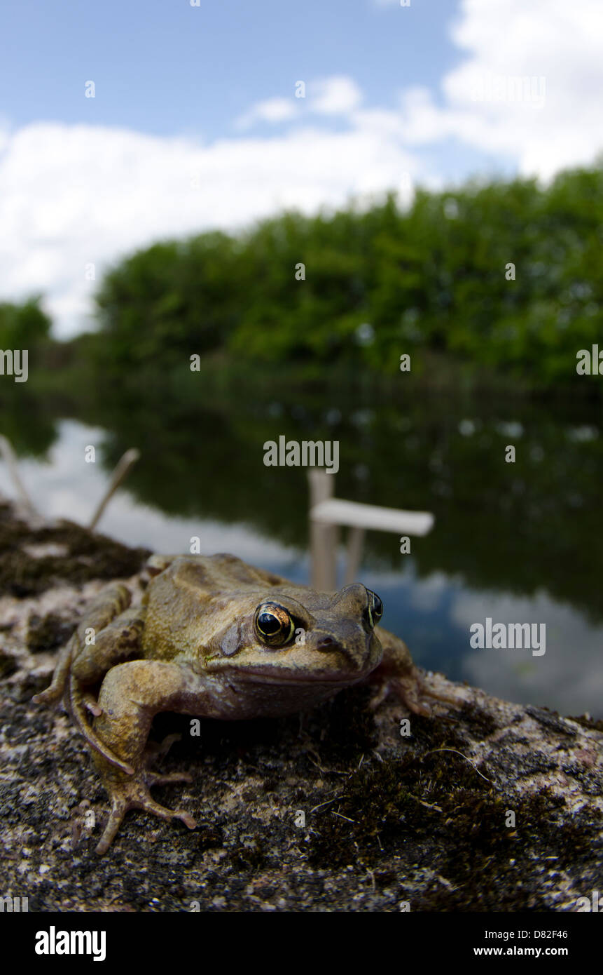 Frog next to canal bank Stock Photo - Alamy