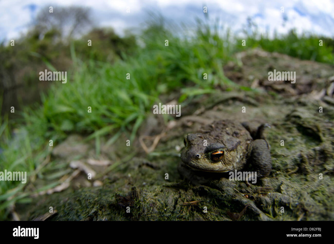 common toad next to canal Stock Photo - Alamy
