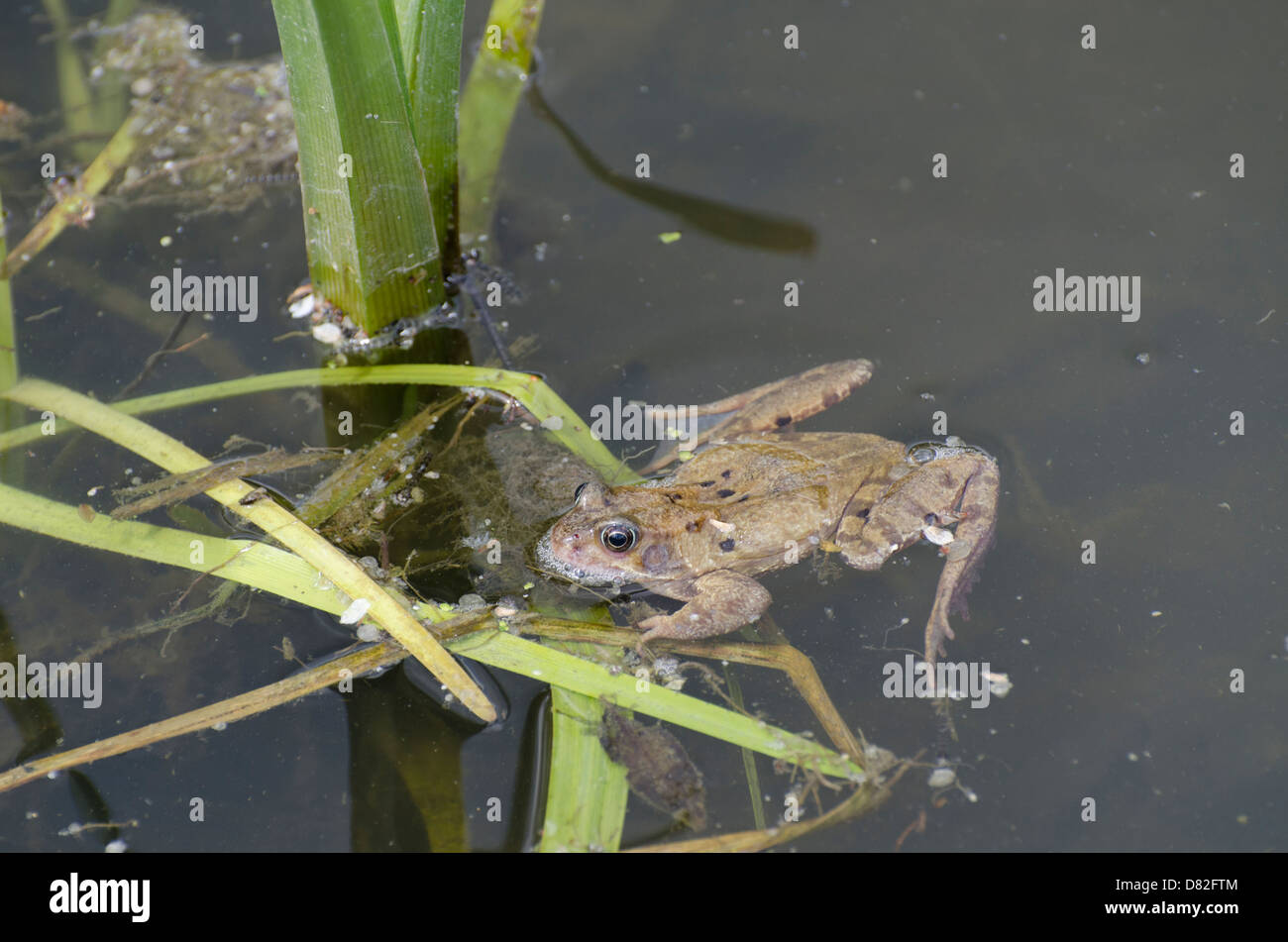 Common frog in canal Stock Photo - Alamy