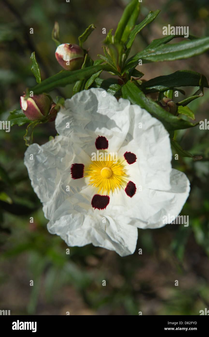 Cistus ladanifer hi-res stock photography and images - Alamy