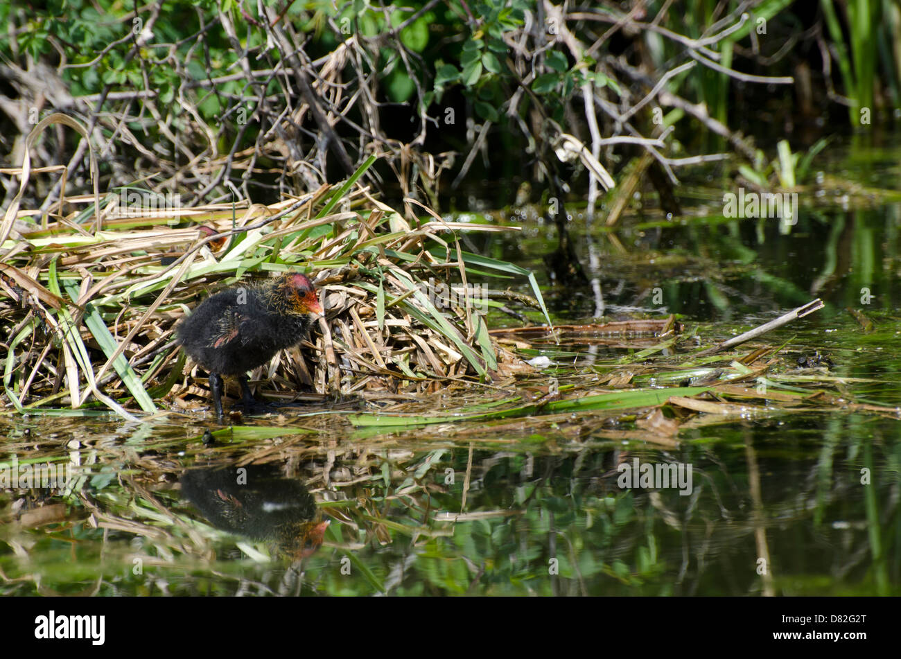 Coot chick hi-res stock photography and images - Alamy