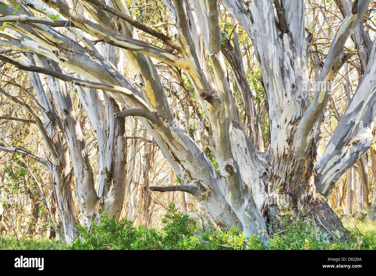 Snow_gums High Resolution Stock Photography and Images - Alamy