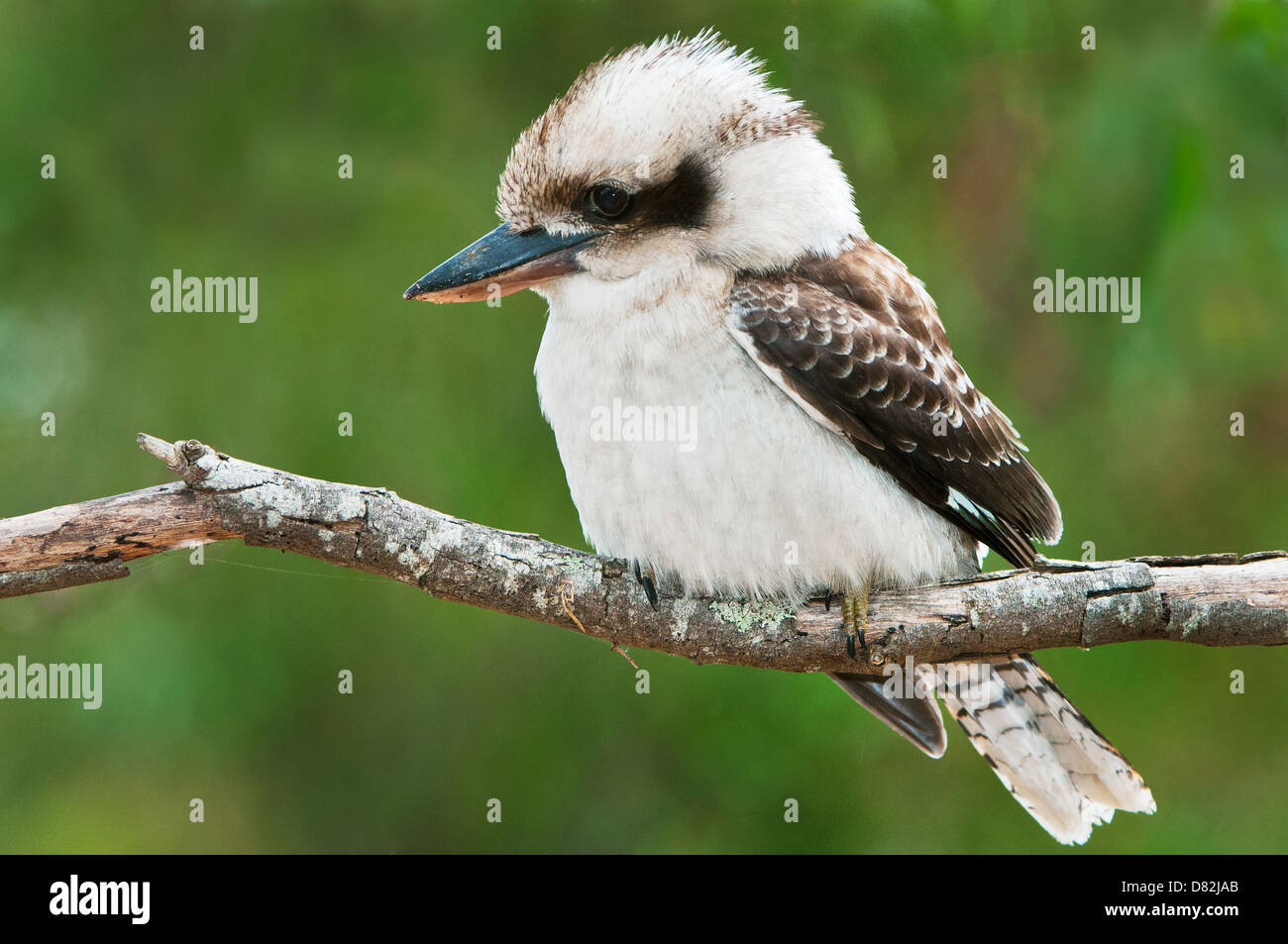 Laughing Kookaburra High Resolution Stock Photography and Images - Alamy