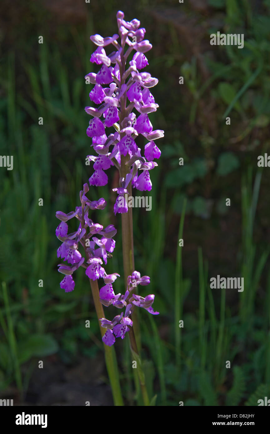 Long spurred flowers hi-res stock photography and images - Alamy