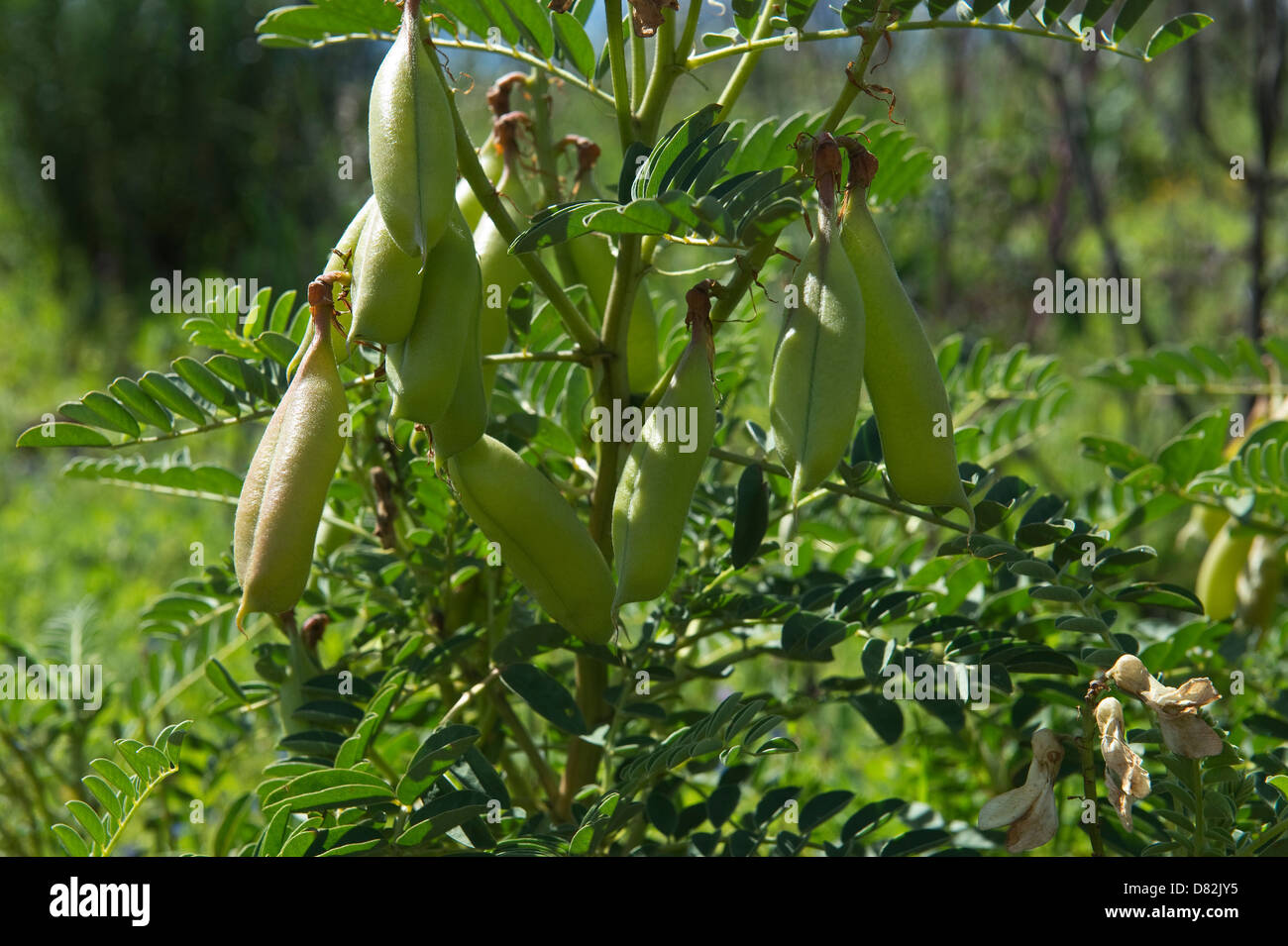 Black Locust (Robinia pseudoacacia) fruit near Cabanas São Brás de ...