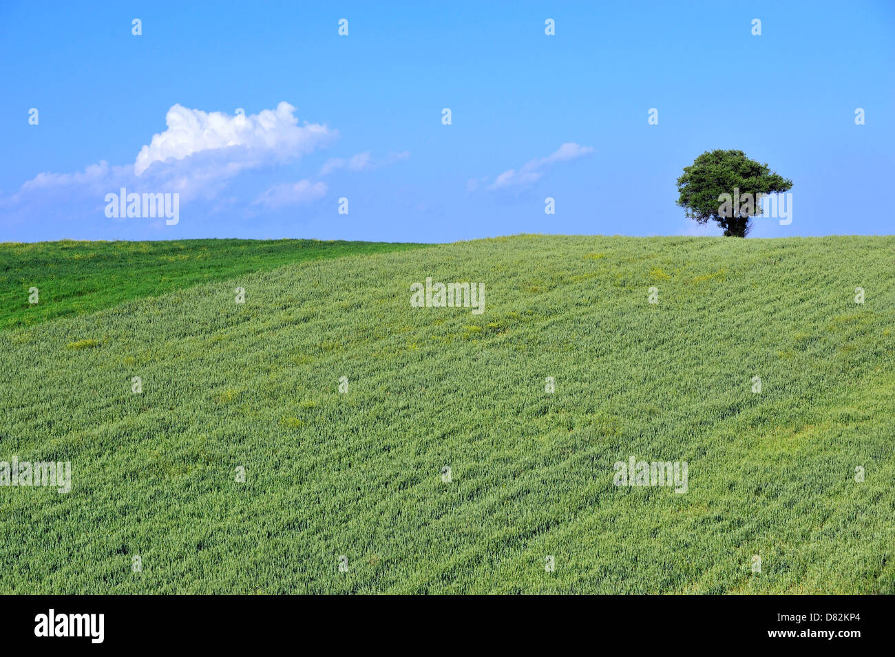 Wheat and tree Stock Photo - Alamy