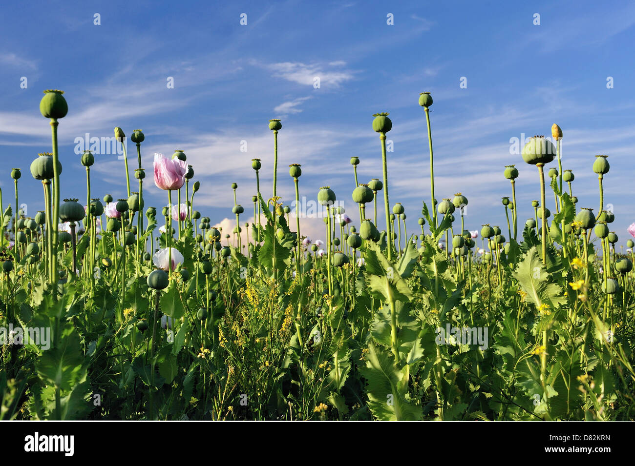 Blue poppy seed hi-res stock photography and images - Alamy