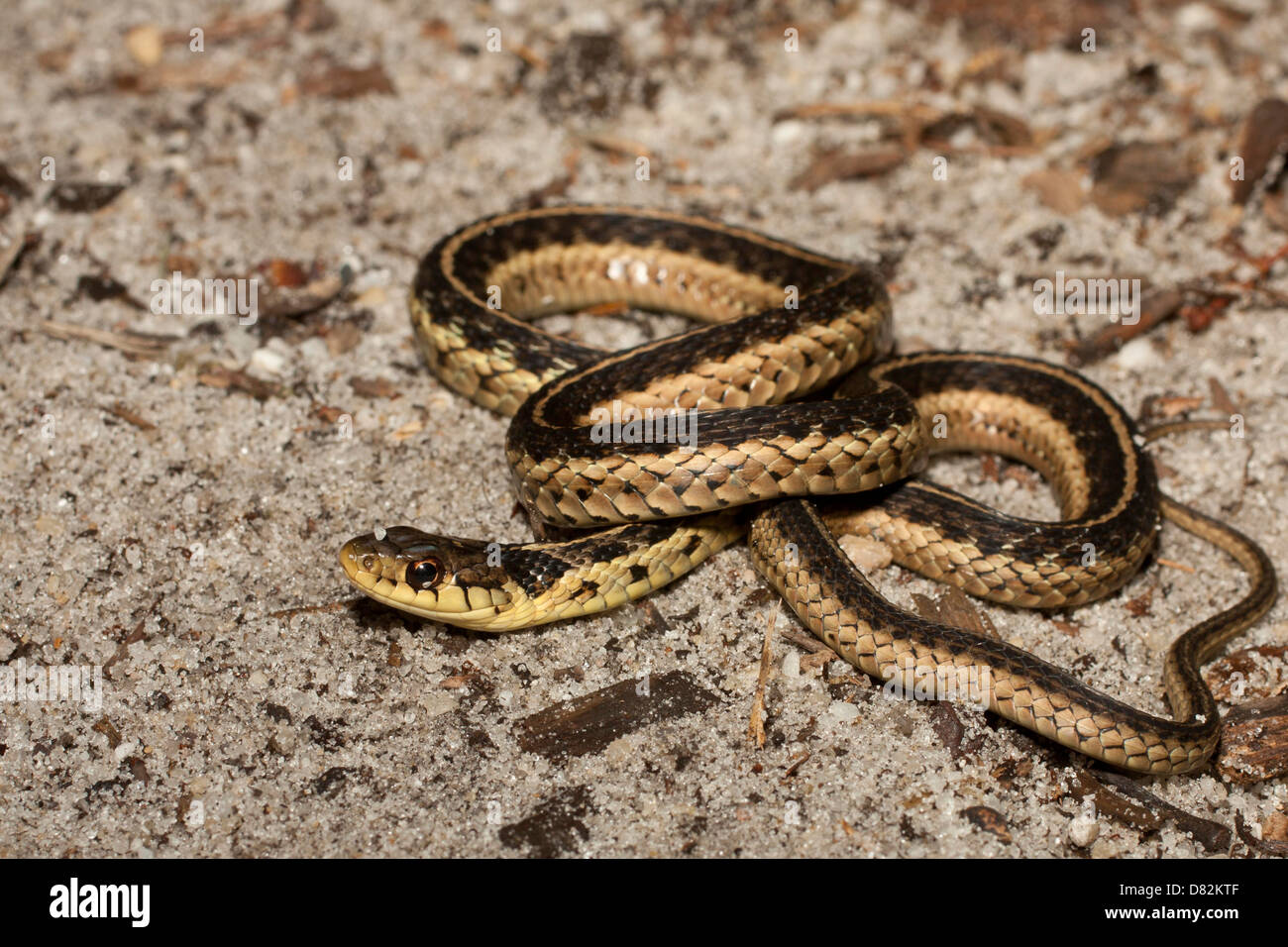 Checkered garter snake hi-res stock photography and images - Alamy