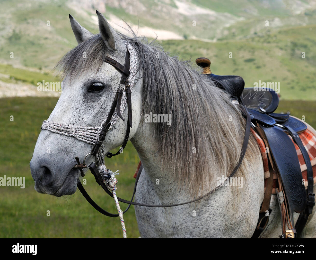 Horse from the mountain from Macedonia Stock Photo - Alamy
