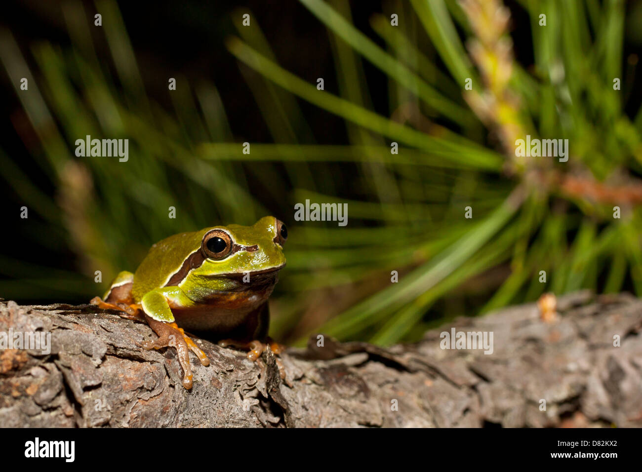 Pine Barrens Tree Frog High Resolution Stock Photography and Images - Alamy