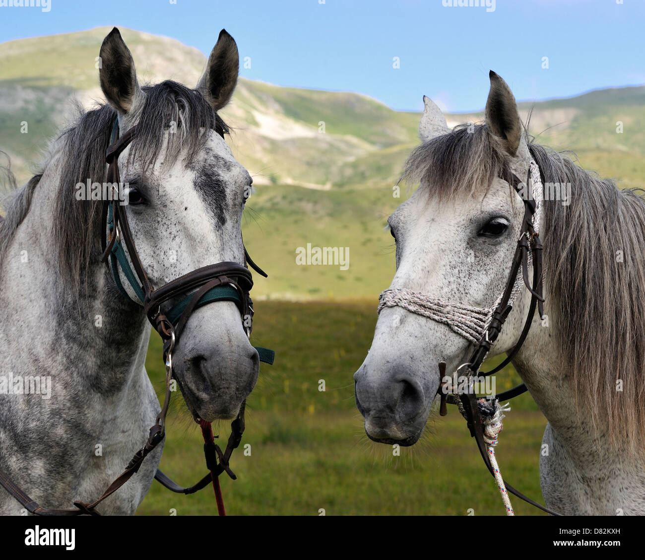 Two Horses from the mountain from Macedonia Stock Photo - Alamy