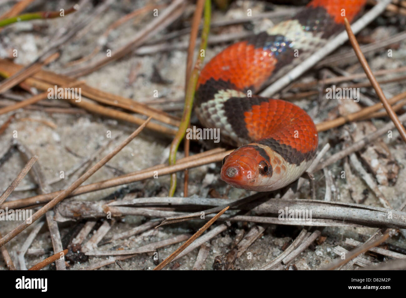Scarlet snake - Cemophora coccinea copei Stock Photo - Alamy