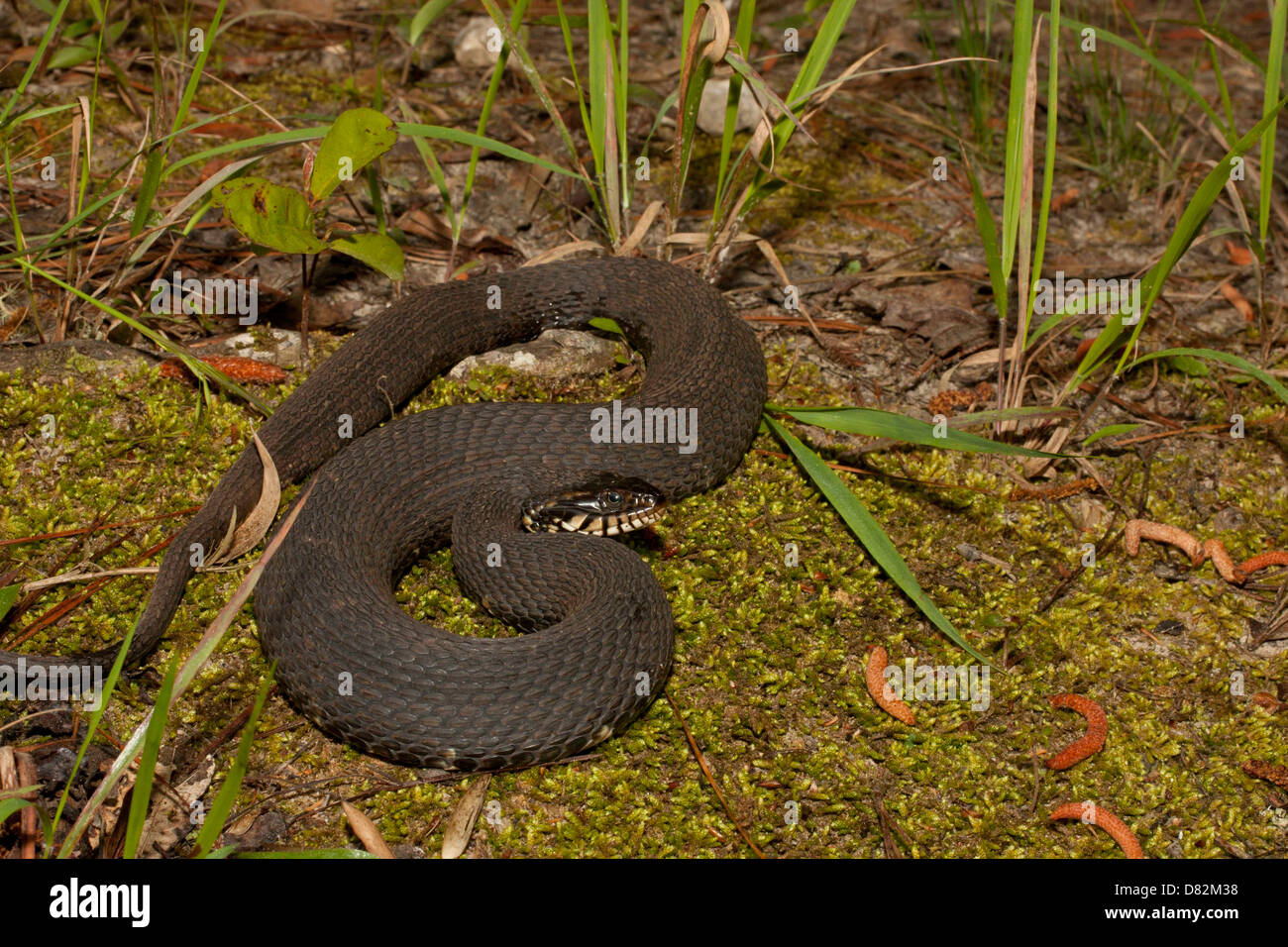 Banded watersnake - Nerodia fasciata Stock Photo - Alamy