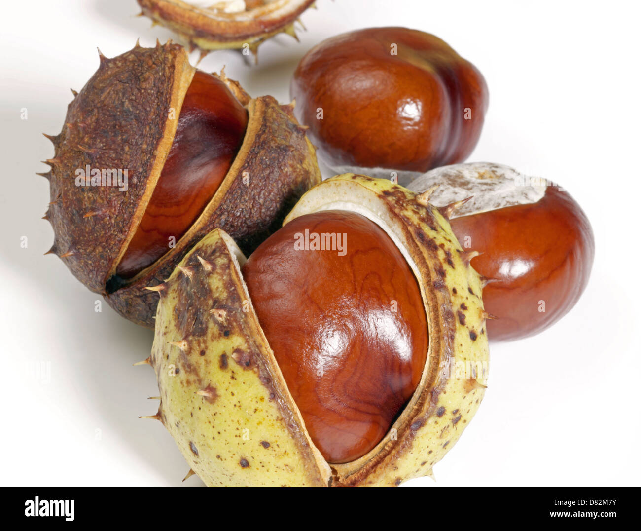 some horse chestnuts in white back Stock Photo - Alamy