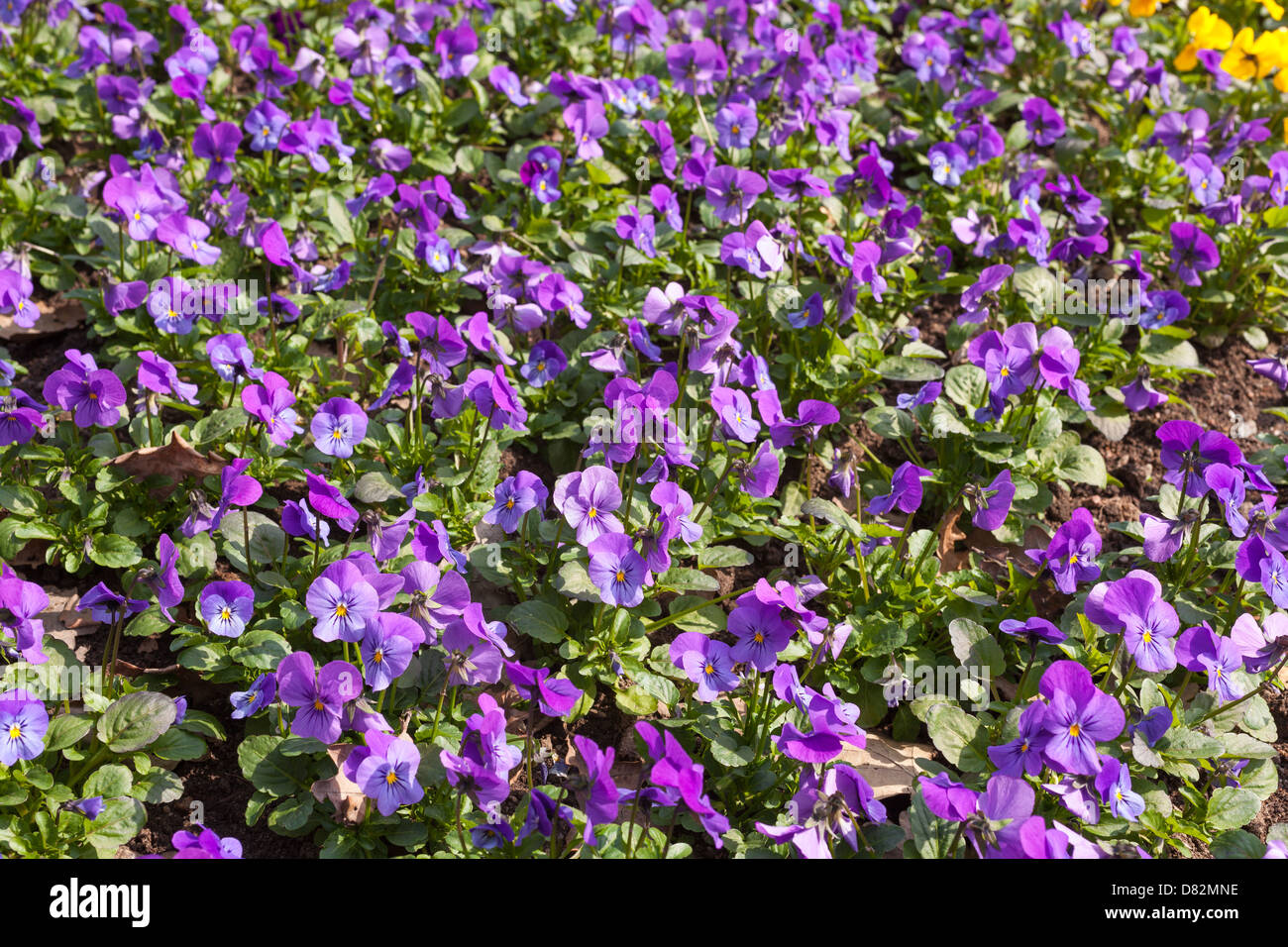 Lila flower hi-res stock photography and images - Alamy