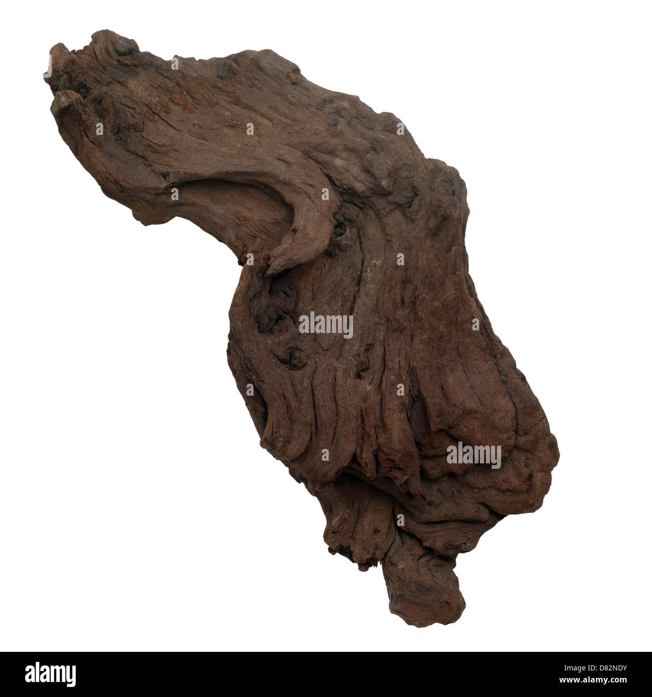 Fossilized tree Cut Out Stock Images & Pictures - Alamy