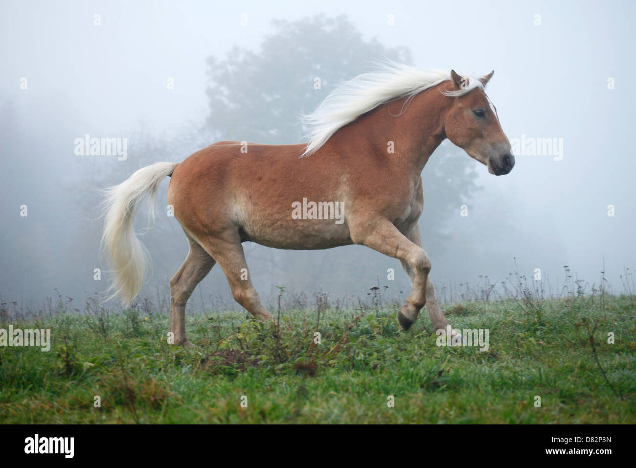 galloping Haflinger horse Stock Photo - Alamy