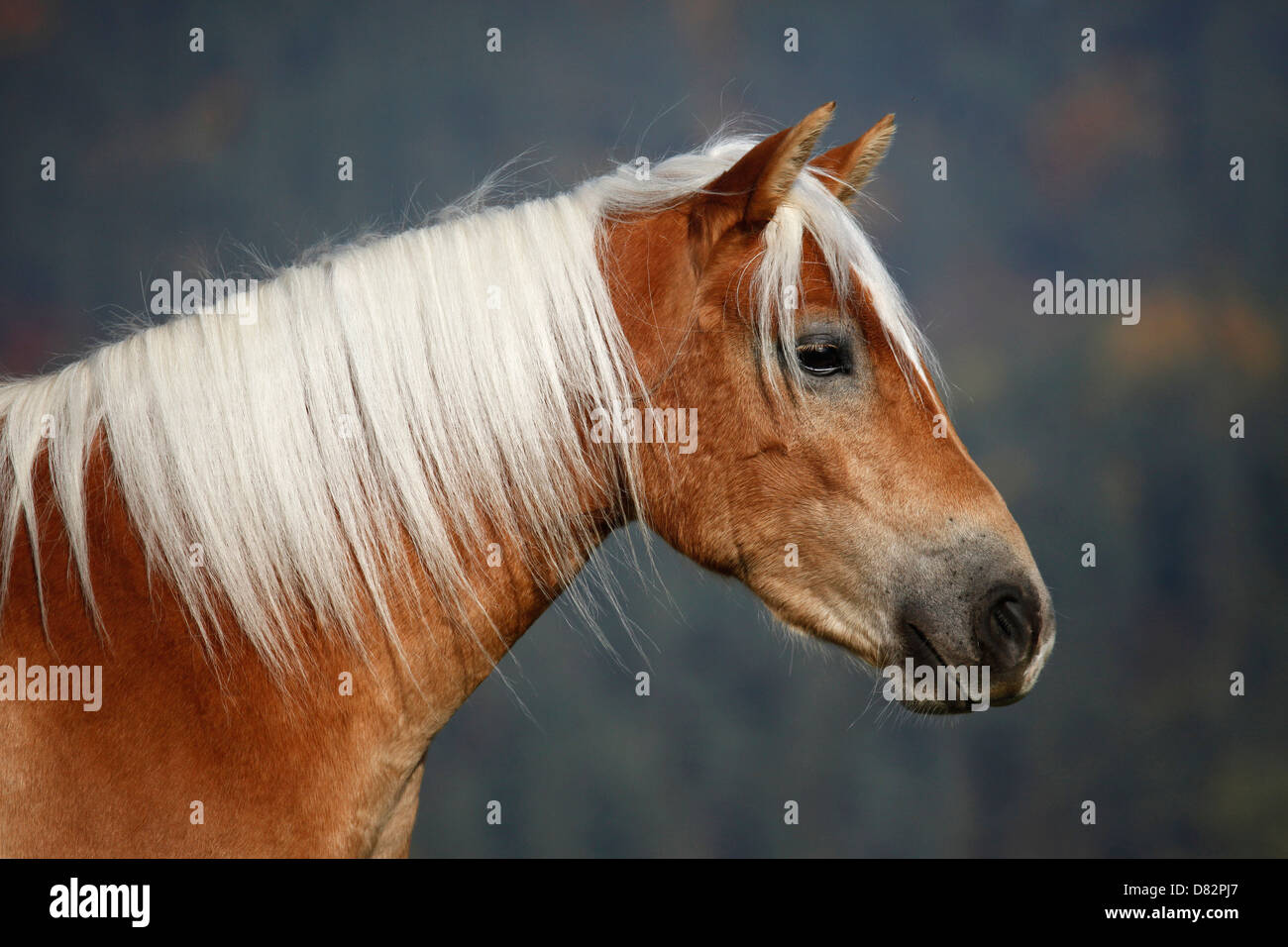 Haflinger horse portrait Stock Photo - Alamy