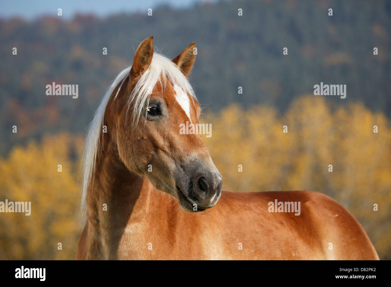 Haflinger horse portrait Stock Photo - Alamy
