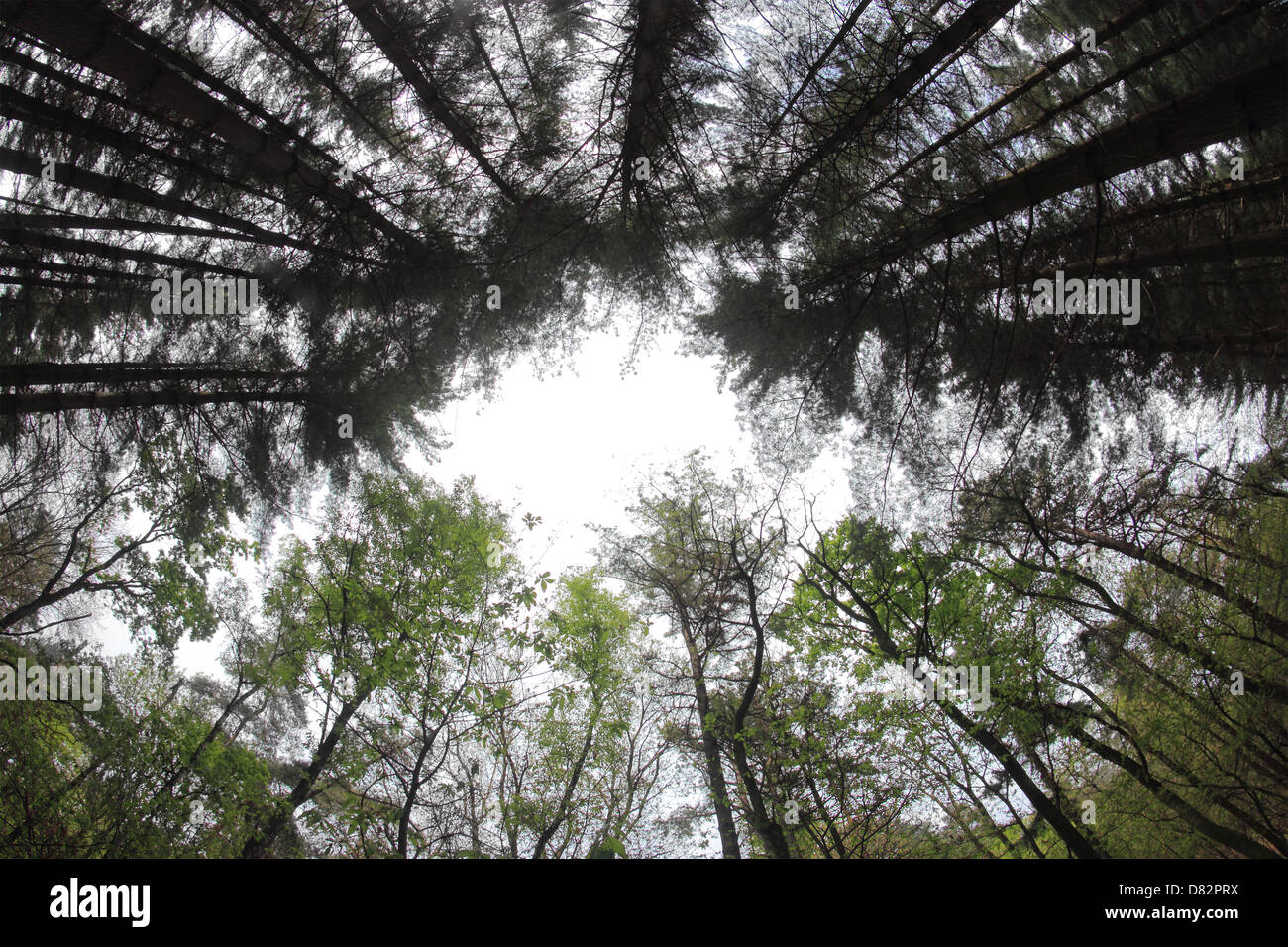 pine forest meet chestnut forest, view from below with fish eye lens ...
