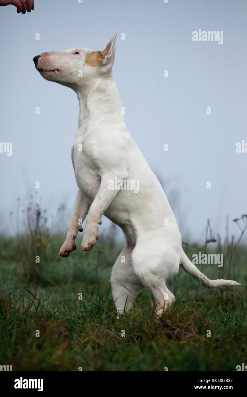 English Bull Terrier shows trick Stock Photo - Alamy