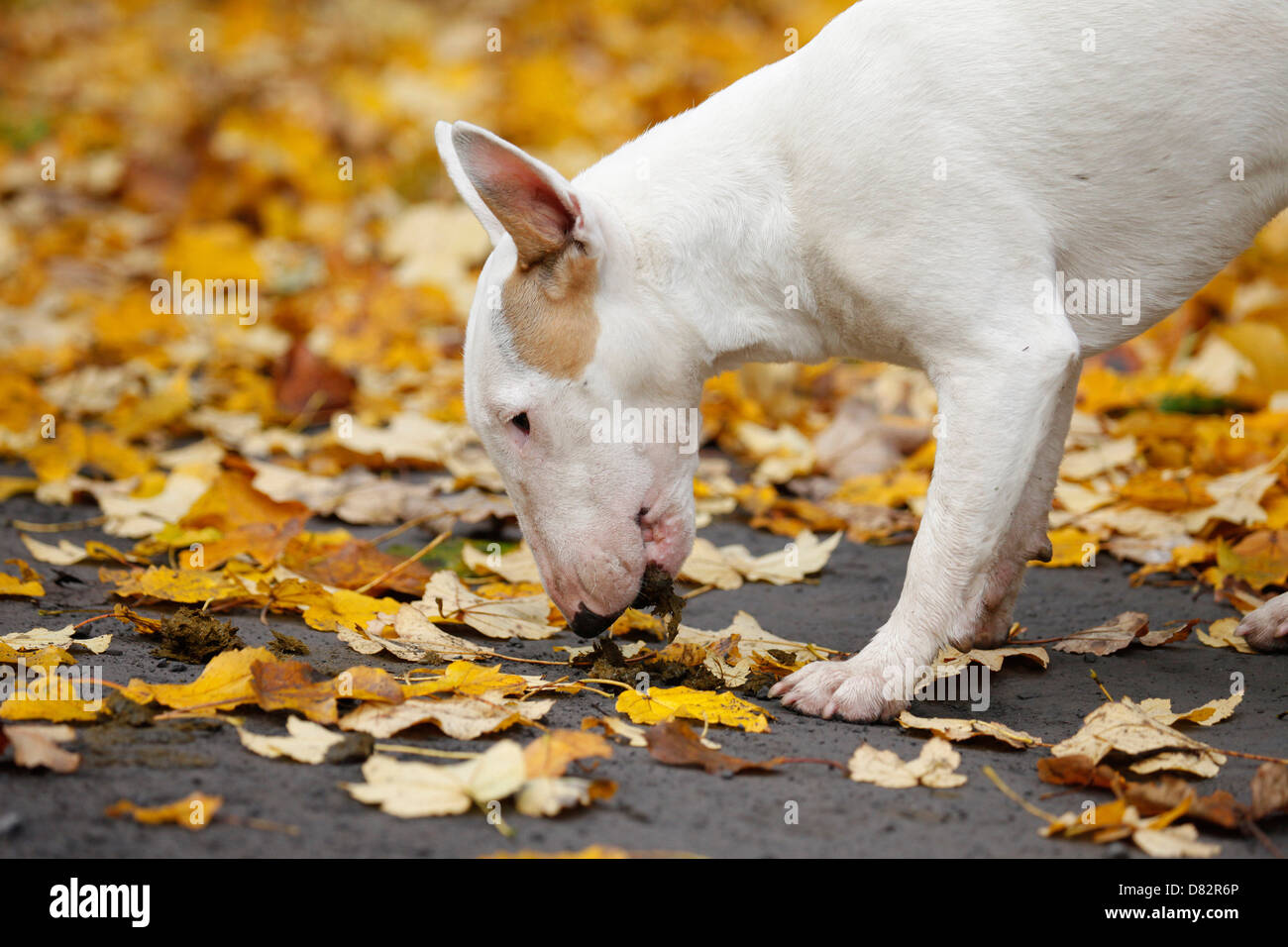 eating English Bull Terrier Stock Photo - Alamy