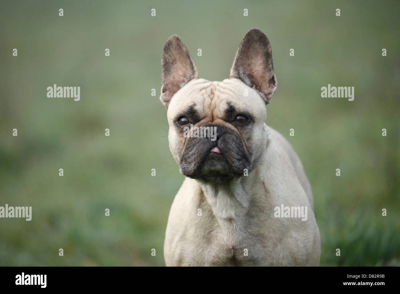 French Bulldog Portrait Stock Photo - Alamy