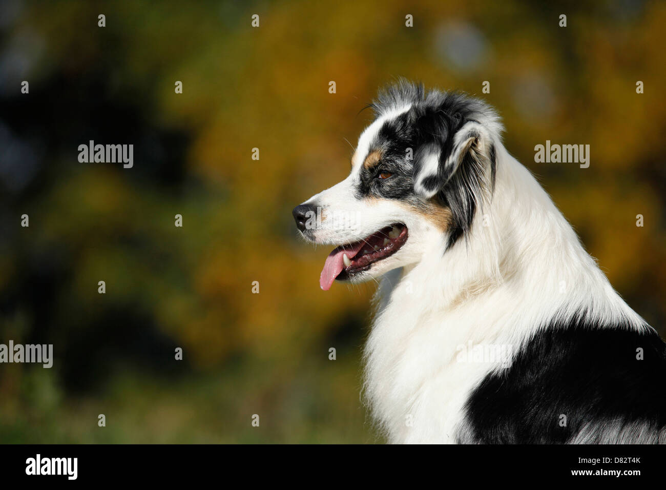 Australian Shepherd Portrait Stock Photo - Alamy