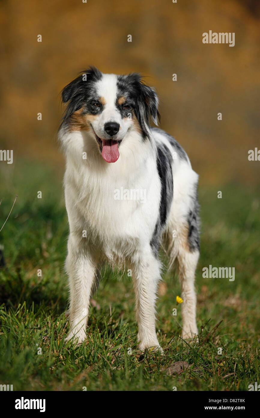 standing Australian Shepherd Stock Photo - Alamy