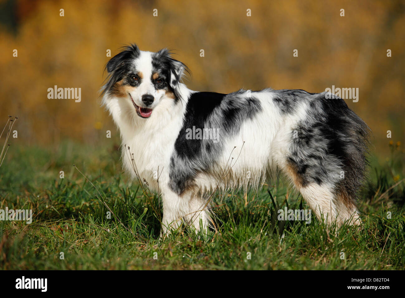 standing Australian Shepherd Stock Photo - Alamy