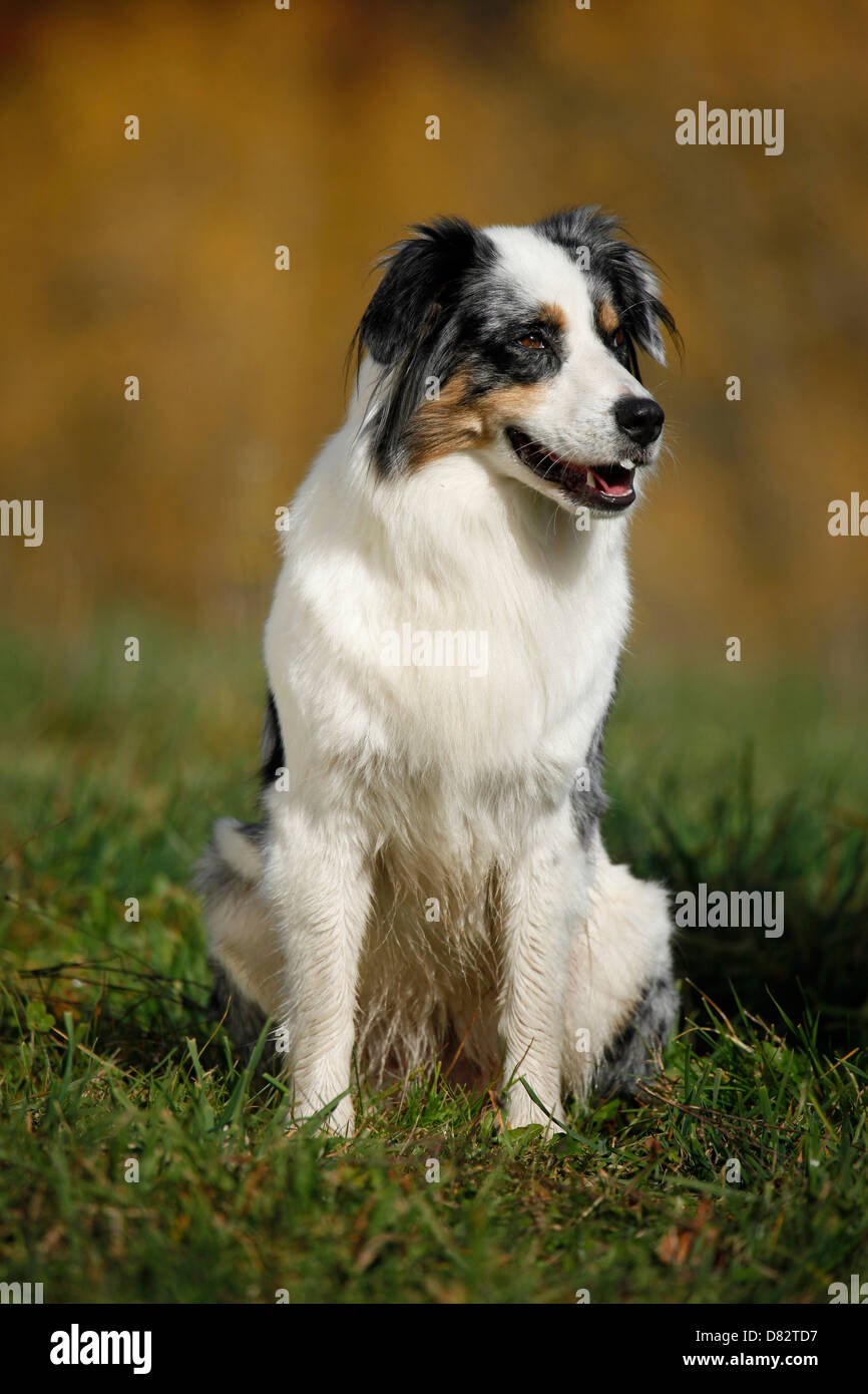 sitting Australian Shepherd Stock Photo - Alamy
