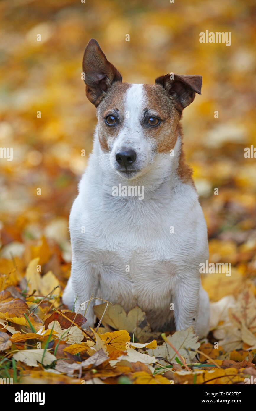sitting Jack Russell Terrier Stock Photo - Alamy