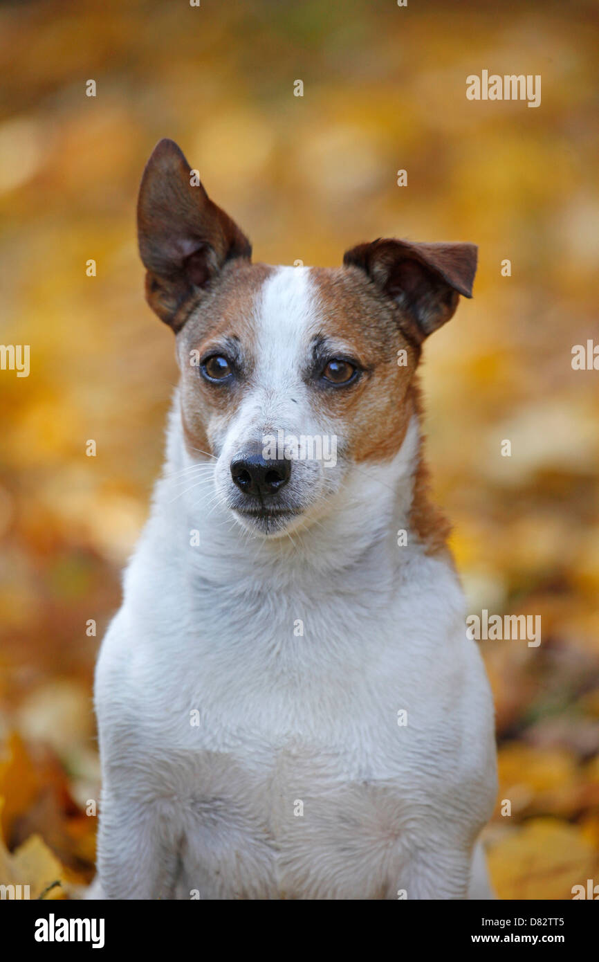 Jack Russell Terrier Portrait Stock Photo - Alamy