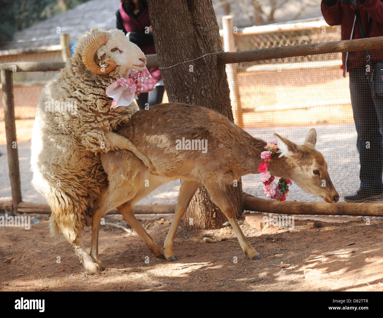 Ram and deer fall in love A ram named Changmao has formed an ...
