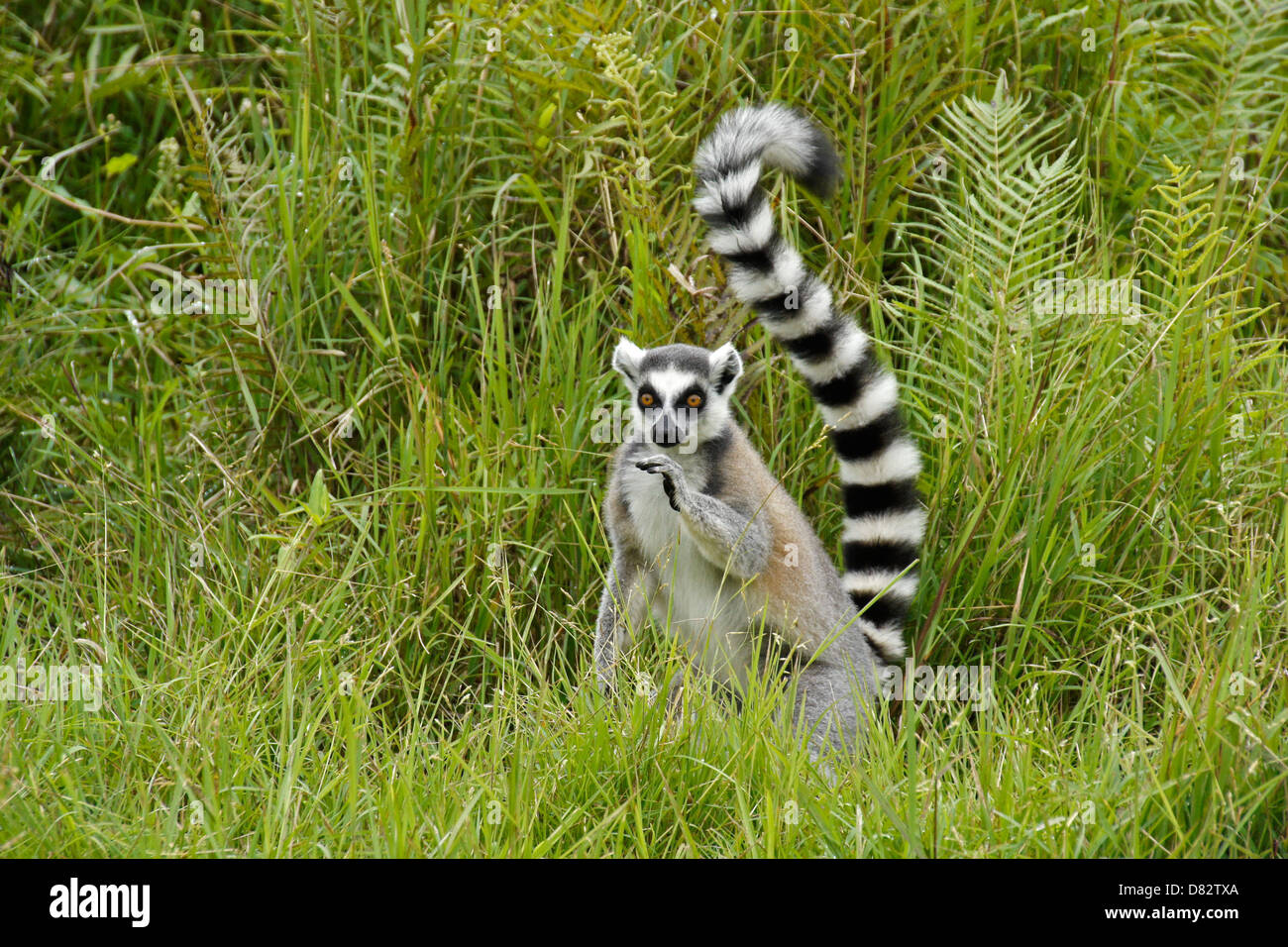 Ring-tailed lemur, Lemurs Island, Andasibe, Madagascar Stock Photo - Alamy