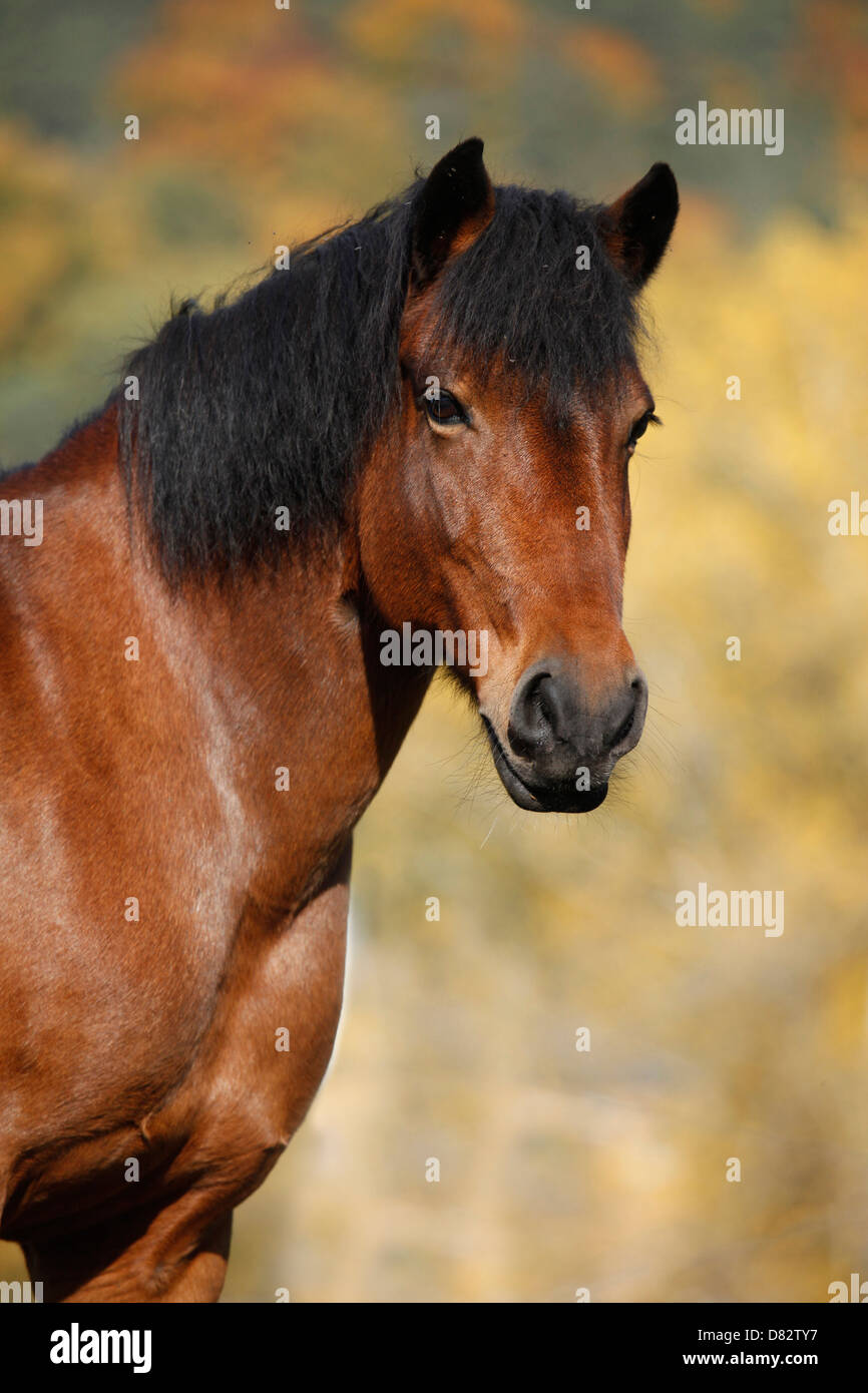 Icelandic horse cross hi-res stock photography and images - Alamy