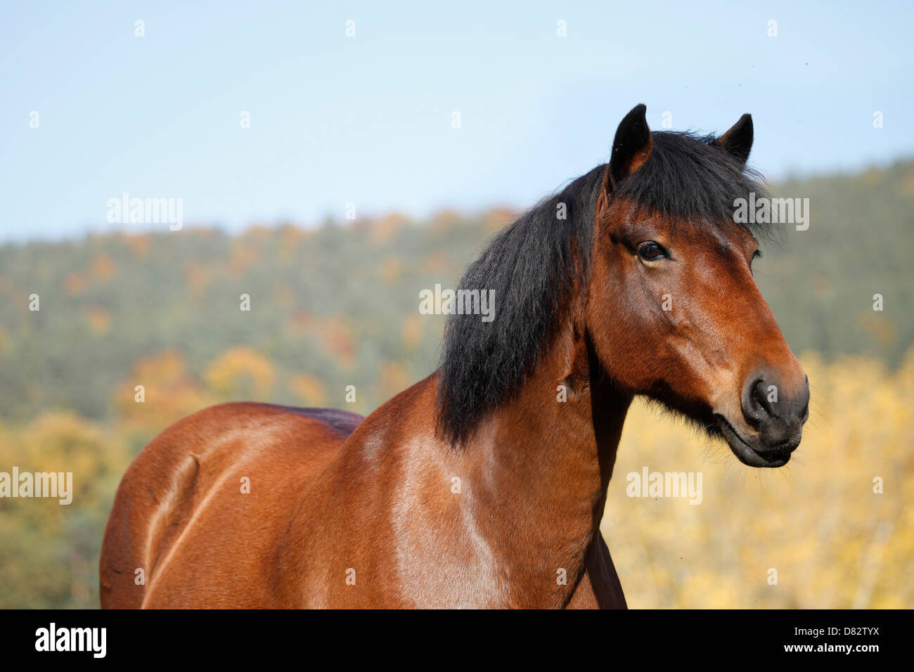 Icelandic horse cross hi-res stock photography and images - Alamy