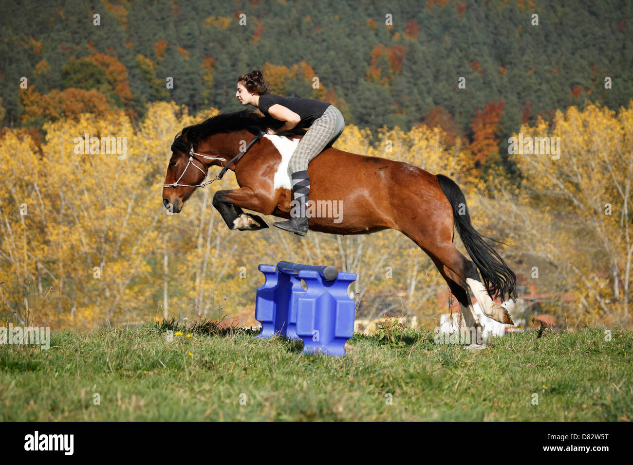 Haflinger Horse Jumping High Resolution Stock Photography and Images ...