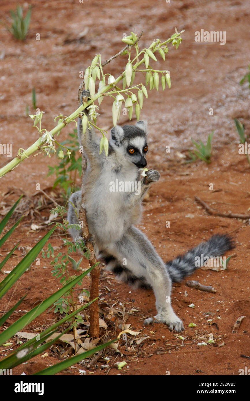 Ring tailed lemur eating hi-res stock photography and images - Alamy