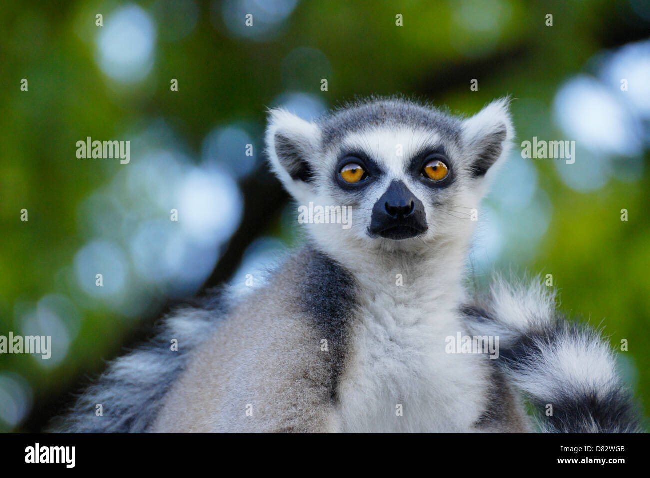 Blue Eye Ring Tailed Lemur