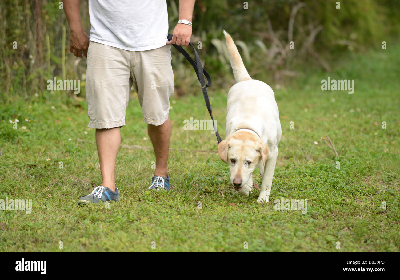 taking yellow labrador dog for walk in summertime Stock Photo - Alamy