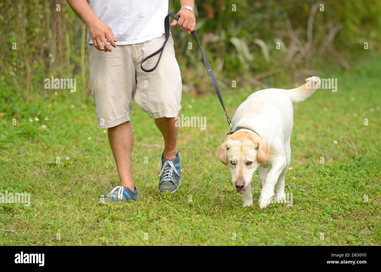 taking yellow lab dog for walk in summer in grass Stock Photo - Alamy