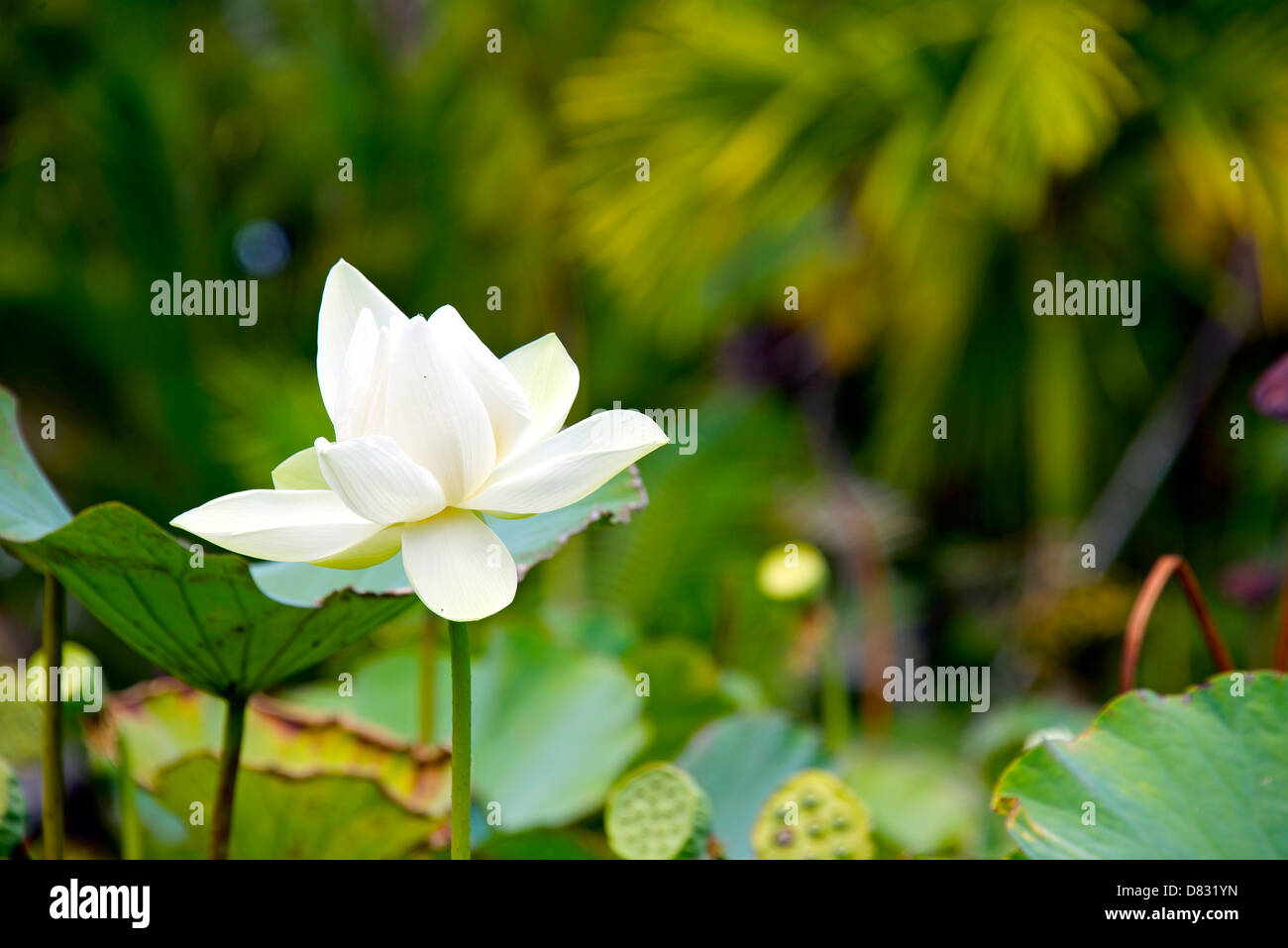 Lotus flower side view hi-res stock photography and images - Alamy