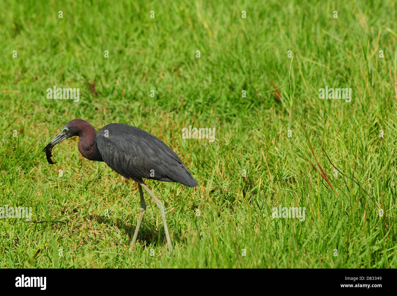 Bird crawfish hi-res stock photography and images - Alamy