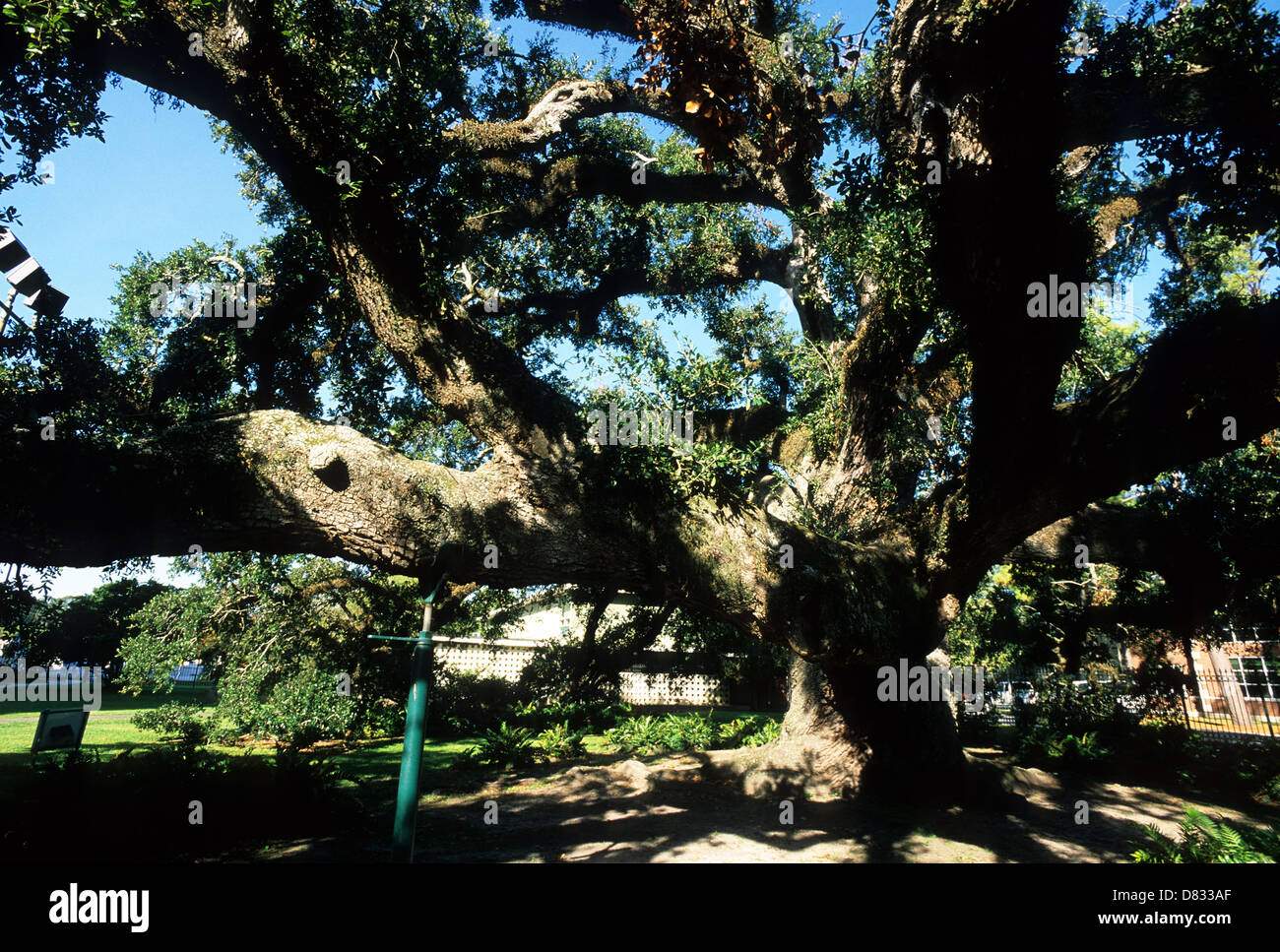400 year old oak tree hi-res stock photography and images - Alamy