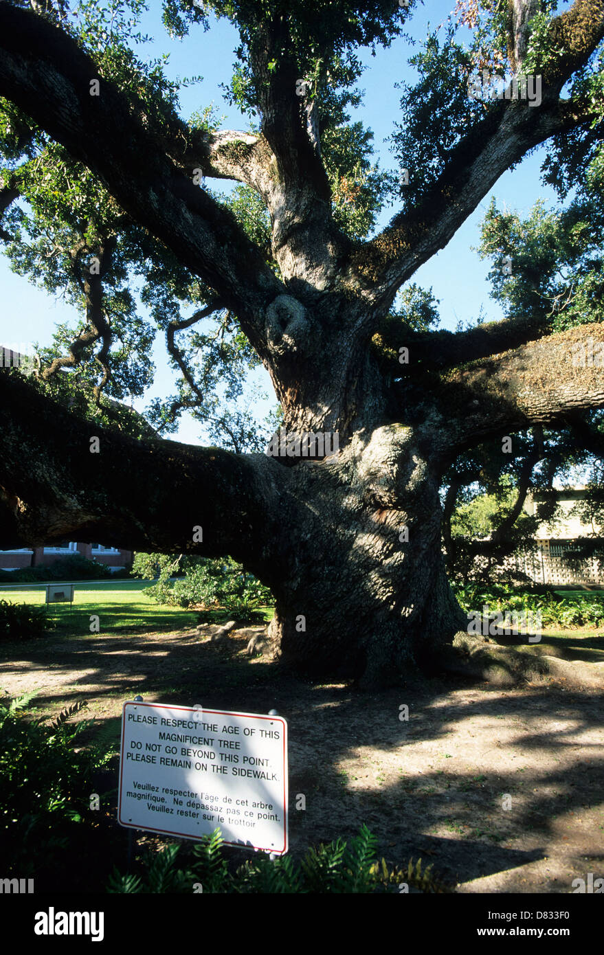 400 year old oak tree hi-res stock photography and images - Alamy