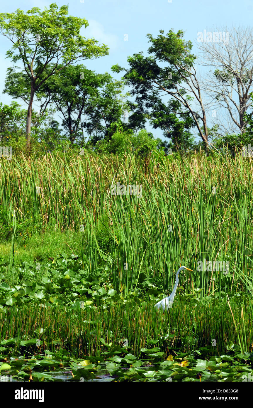 Great Egret (Great White Heron) in natural habitat Stock Photo - Alamy