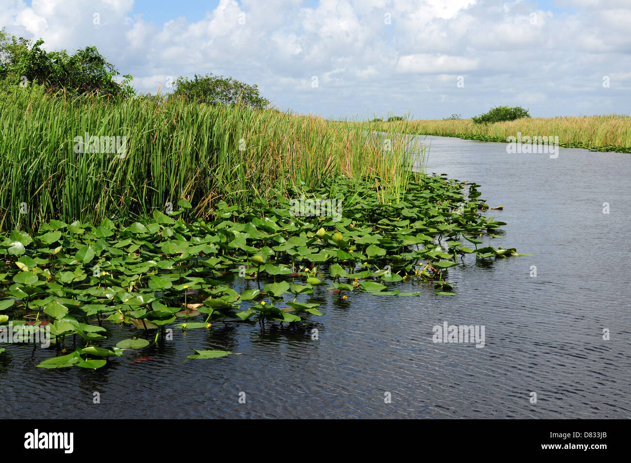 Lily pads in nature in swamp in the Florida everglades Stock Photo - Alamy